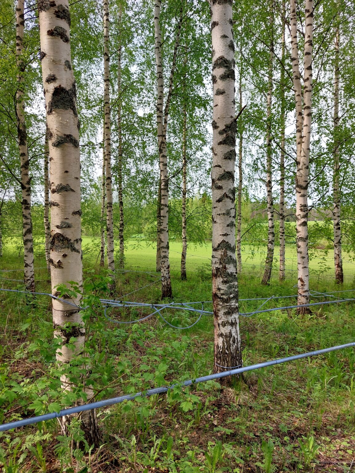 Bioagricert certifies Nordic Koivu as Finland’s first ROC™- certified ...