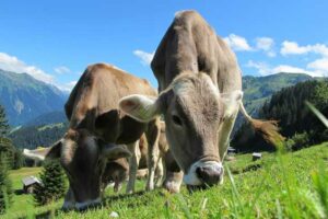 Webinar gratuito SQNBA - Benessere Animale | Bioagricert: organismo di ...